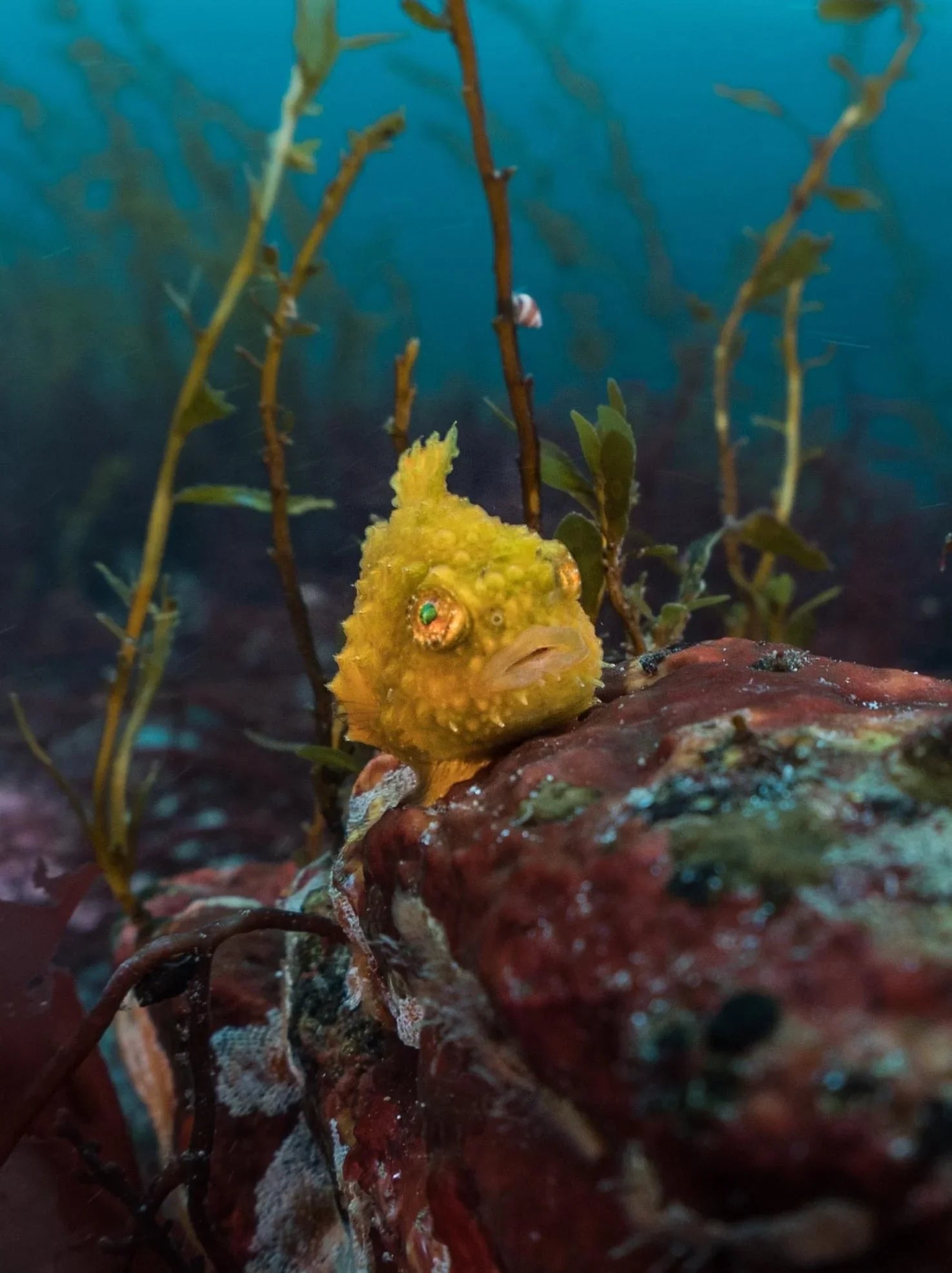 PADI Fish Identification – Pacific Pro Dive